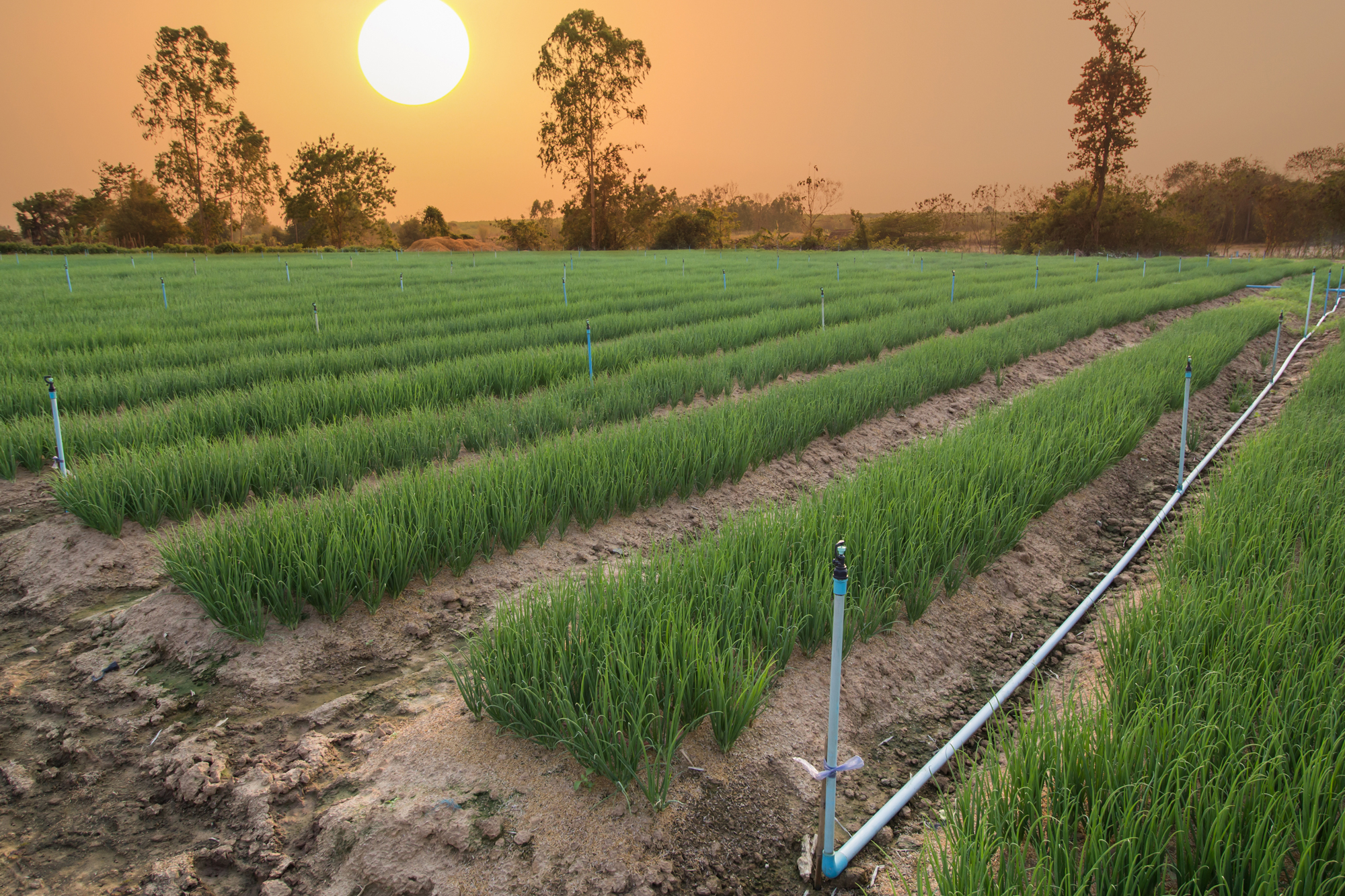 Hort Innovation | How the levy system works