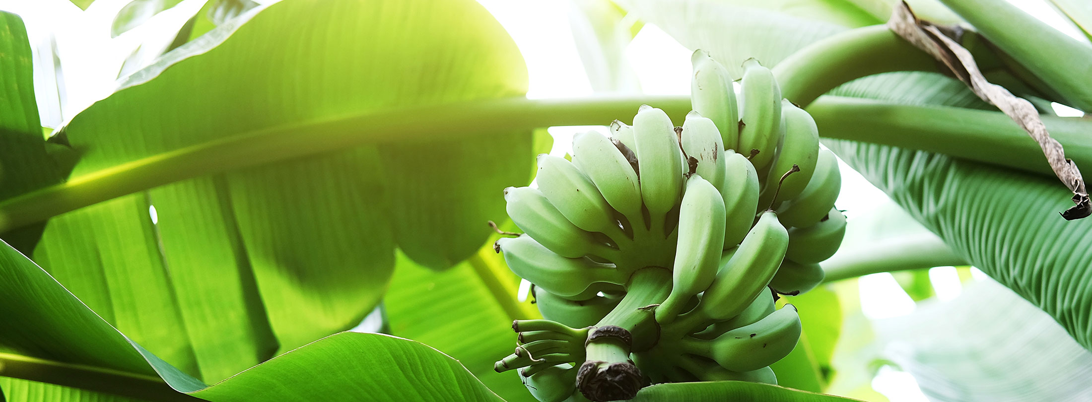 Hort Innovation | Company structure